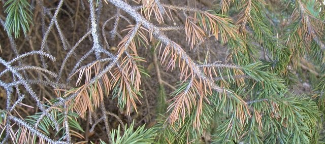 Fungus Issues | Appalachian Tree Care